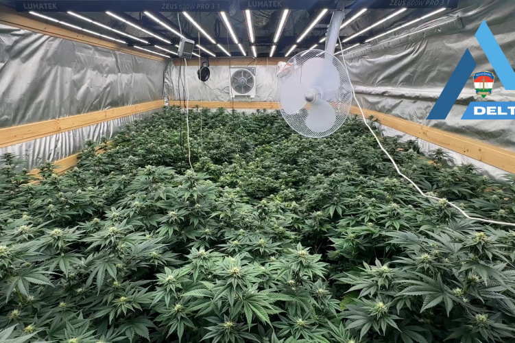 108 tő és 28 kiló cannabis | A Rendőrség hivatalos honlapja